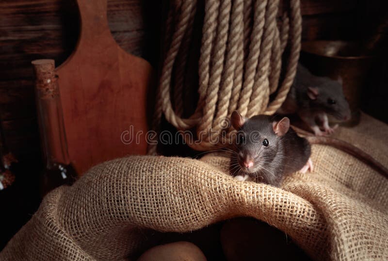 Rats in old wooden barn stock photo. Image of mortar - 263726850