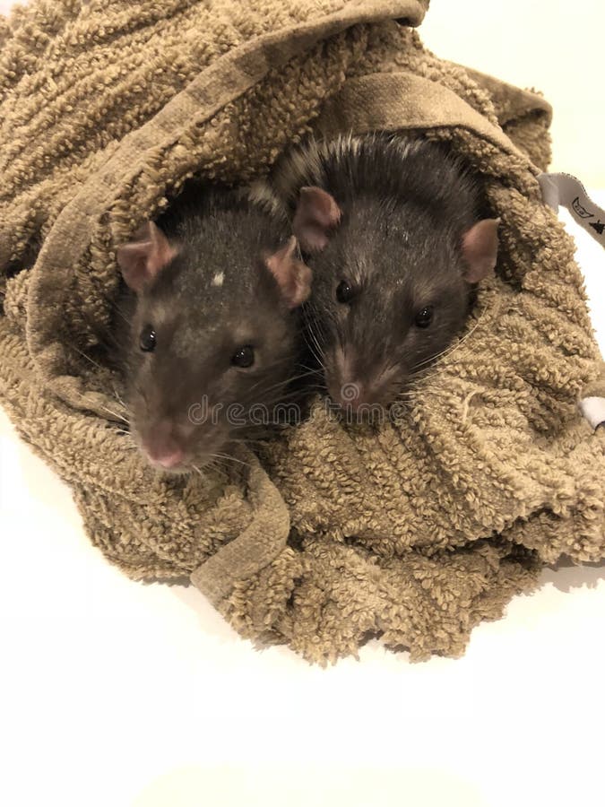 Rats Pets Bathing Towel Stock Photos - Free & Royalty-Free Stock Photos ...