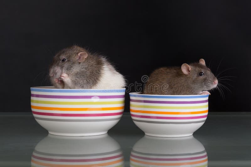 Rats on a glass table stock image. Image of studio, pets - 254896813