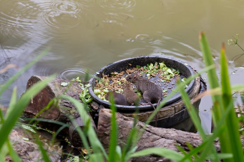 Rats scavenging for food stock image. Image of sign, food - 60277295