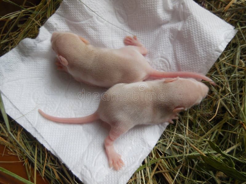 Rats stock photo. Image of rats, mouse, animals, small - 60803360