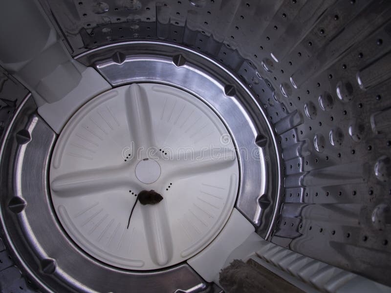 Rats in the Washing Machine Stock Image - Image of caution, clean ...