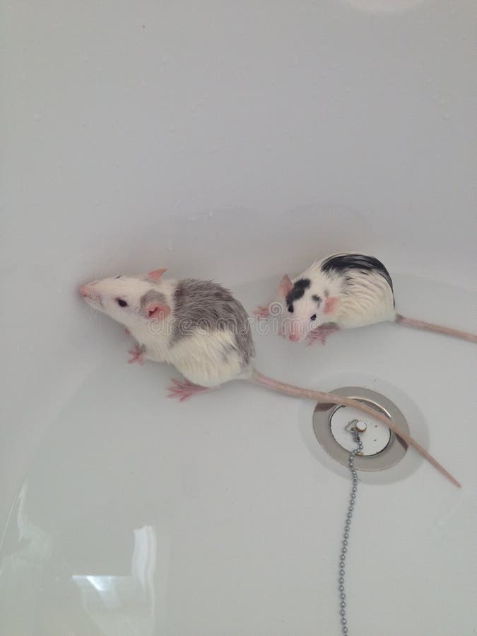 Rats stock photo. Image of bath, pets, rats, vermin, animals - 58193584