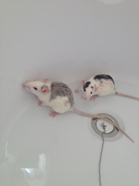 Rats stock photo. Image of bath, pets, rats, vermin, animals - 58193584