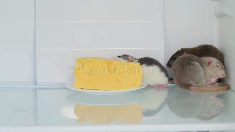 Rats in a White Refrigerator on a Shelf Stock Video - Video of cheese ...
