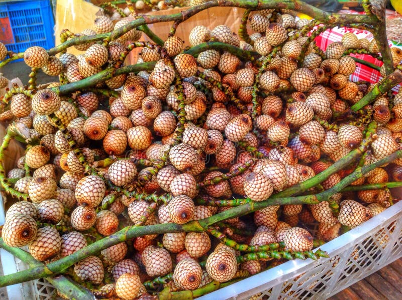 Part Of The Rattan Palm Leaves In The Garden. Stock Image - Image of ...
