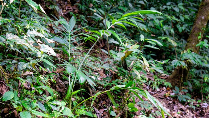 Rattan Tree in the Jungle. Rattan Were Also Historically Known As ...