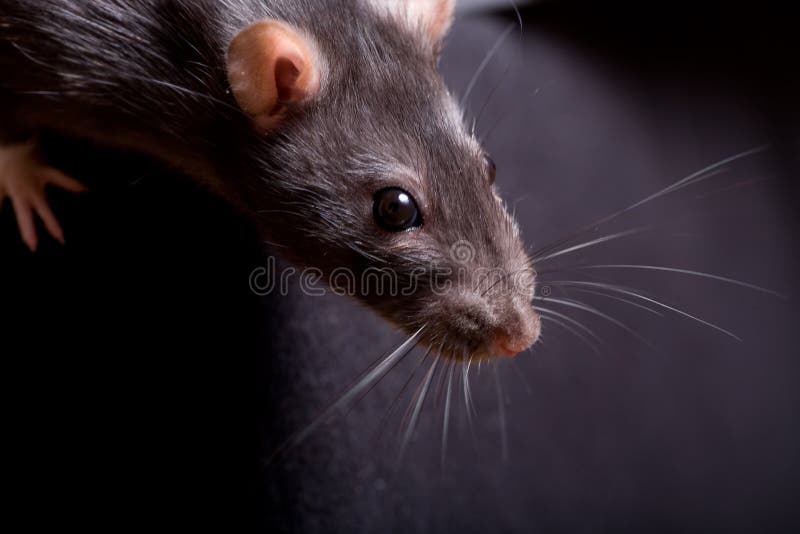 Zwei schwarze Ratten stockfoto. Bild von bart, tier, säugetier - 12753906