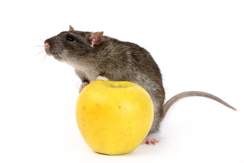 Ratte stockfoto. Bild von apfel, tatze, pelz, haustiere - 11499130