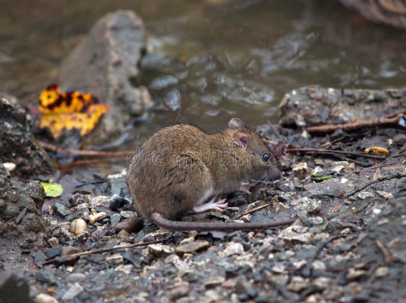 Ratte stockbild. Bild von wasser, plage, lebensraum, ratte - 17295037