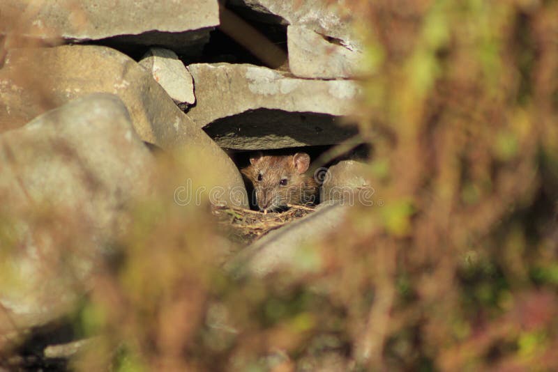 Ratte stockfoto. Bild von labor, tier, säugetier, norwegisch - 27620446