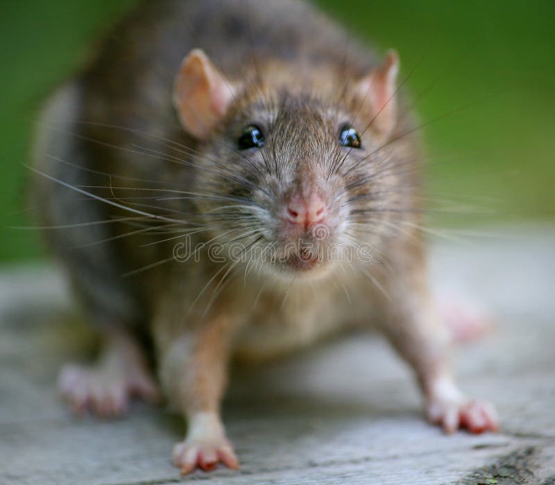 Gemeine graue Ratte. stockbild. Bild von grau, abbruch - 8858585