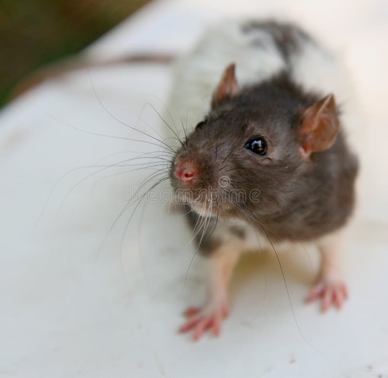 Ratte Bild. Bild: 6729600