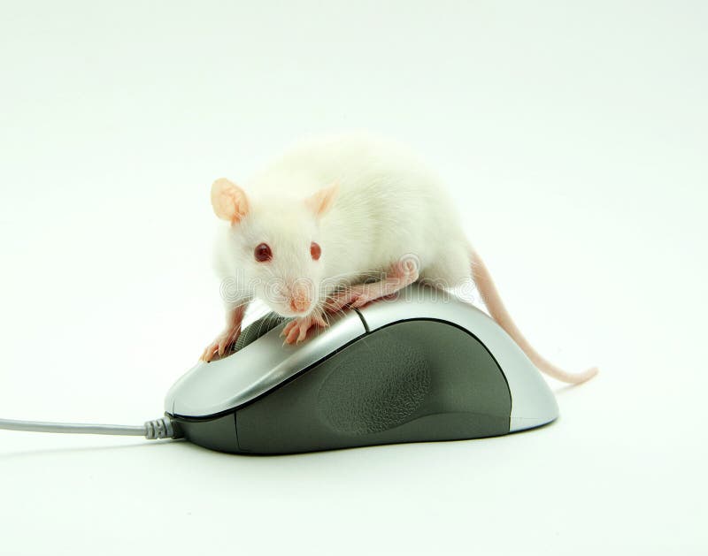 Ratte auf Computermaus stockbild. Bild von maus, lustig - 11176501