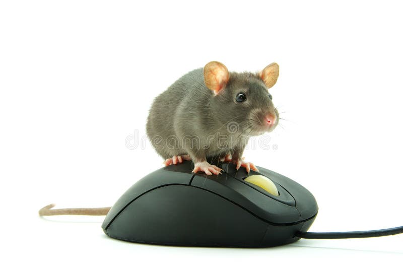 Ratte auf Computermaus stockfoto. Bild von lustig, maus - 7738794
