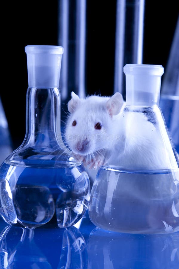Ratte Im Labor. Tierexperimente Stockfoto - Bild von labor, chemie ...