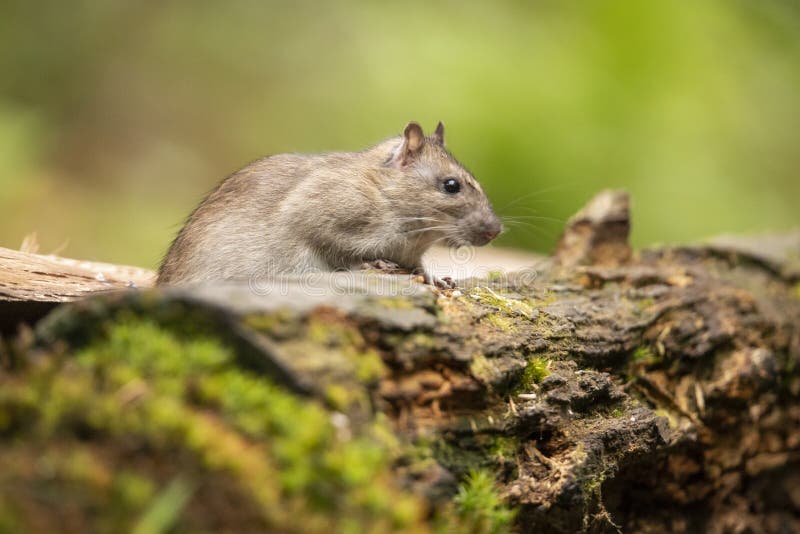 Wanderratte - Rattus Norvegicus, Das Unter Vegetation Isst Stockfoto ...