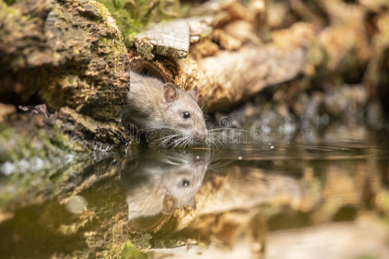 Wanderratte, Rattus Norvegicus Stockfoto - Bild von nave ...