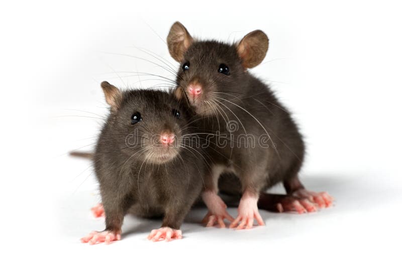 De Ratten van de partij stock afbeelding. Image of huisdier - 10559703