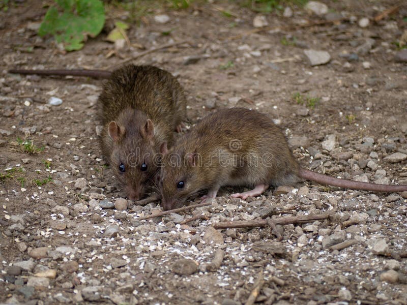 Twee Jonge Ratten Op De Gootsteen Met Vuil Aardewerk Bij De Keuken ...