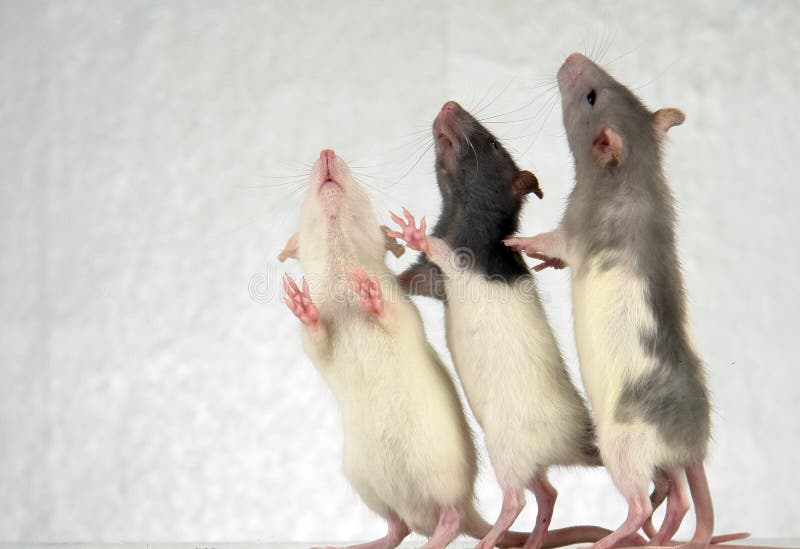 Ratten stockfoto. Bild von kopf, duftend, getrennt, molkerei - 6562378