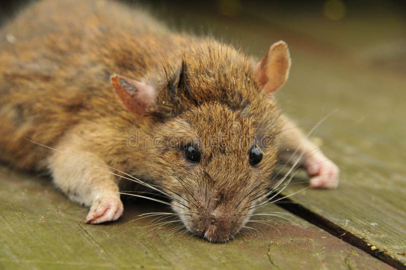1,831 Nasse Ratte Fotos - Kostenlose und Royalty-Free Stock-Fotos von ...