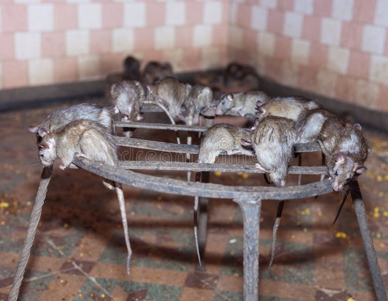 Ratten tempel, Bikaner stock foto. Image of tempel, deur - 53844310