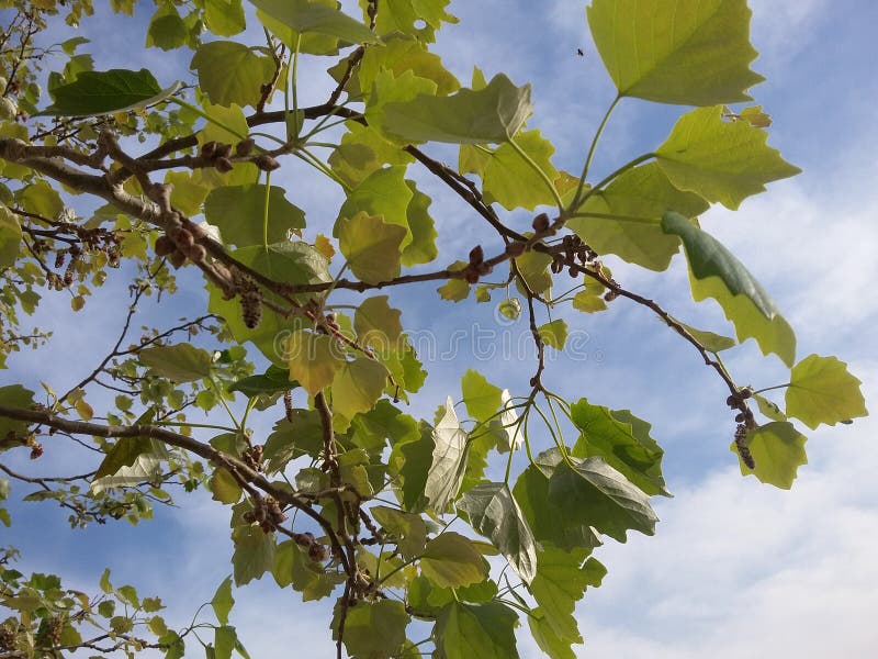 Rattle Green Tree at Spring Season with Blue Sky Background. Stock ...