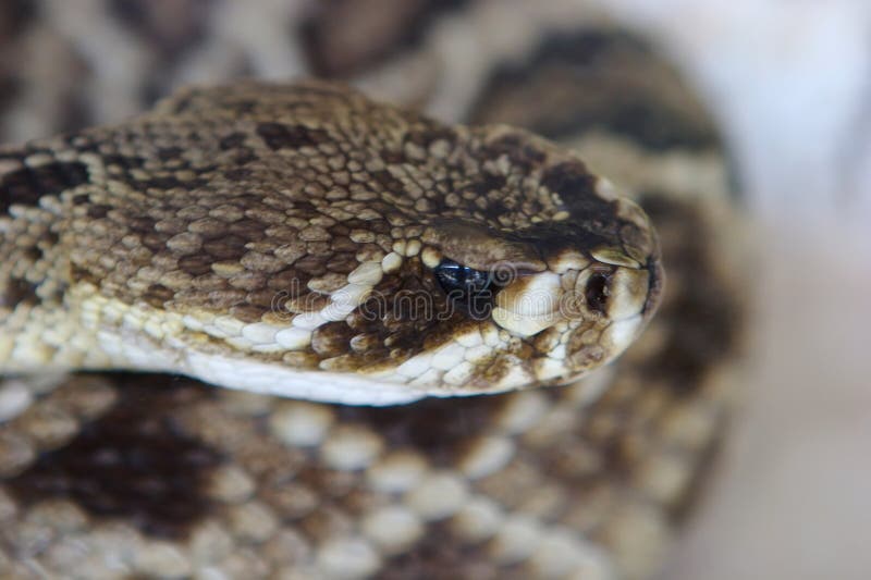 Rattle Snake Ready To Strike Stock Photo - Image of arizona, eyes: 4663454 Rattle Snake Ready To Strike Stock Photo - Image of arizona, eyes: 4663454
