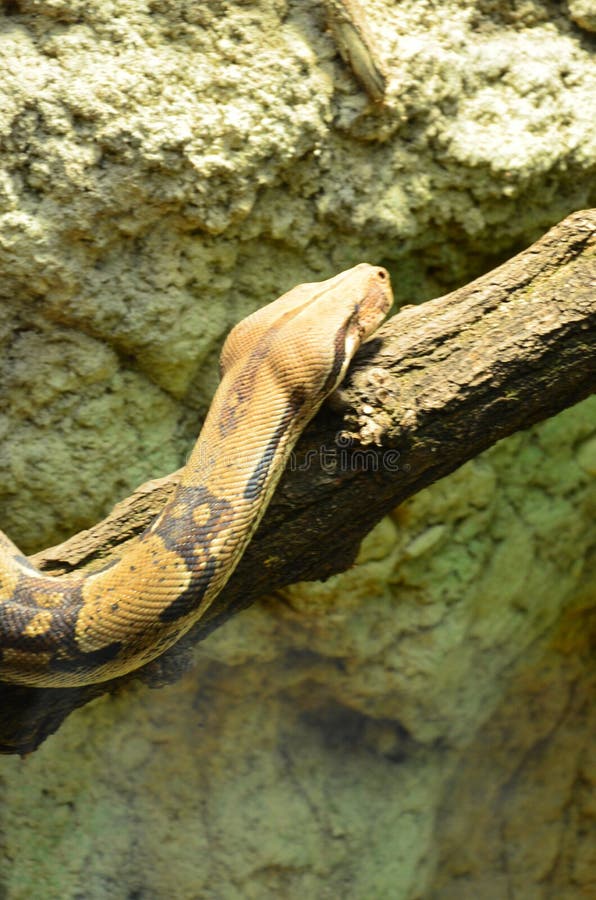Rattle Snake Rolled Up in Tierpark Berlin Stock Image - Image of nature ...