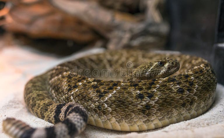 Rattle Snake stock photo. Image of scale, snake, diamond - 33407898