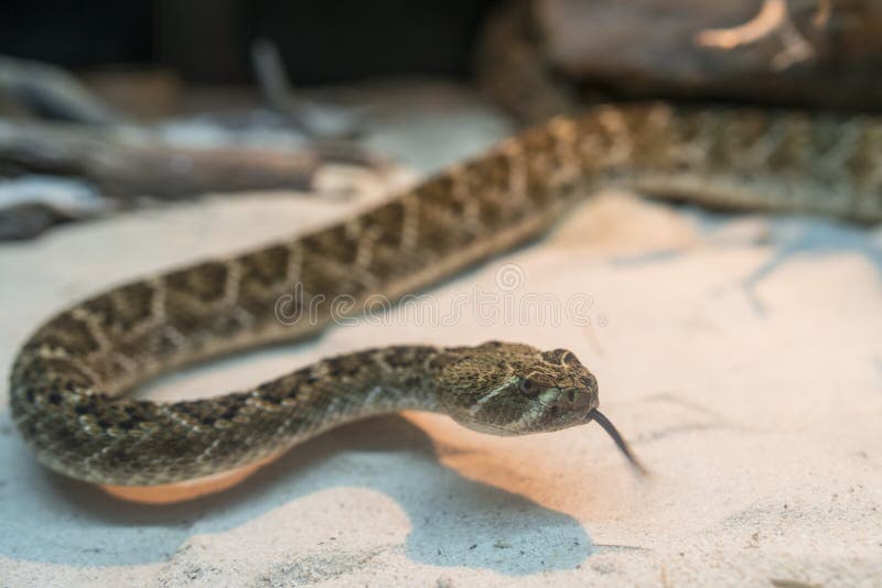 Rattle Snake stock image. Image of rattle, reptile, pattern - 33408123