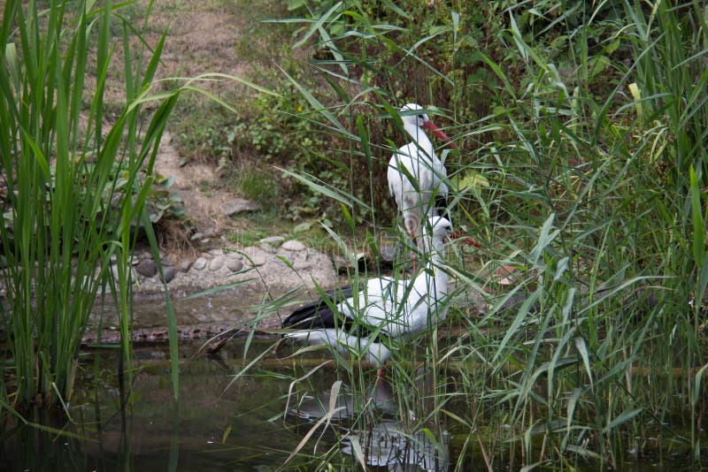 Rattle Stork with Long Legs Stock Image - Image of black, blue: 192983591
