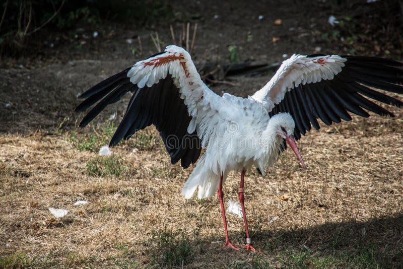 Rattle Stork with Long Legs Stock Image - Image of blue, twigs: 192984583