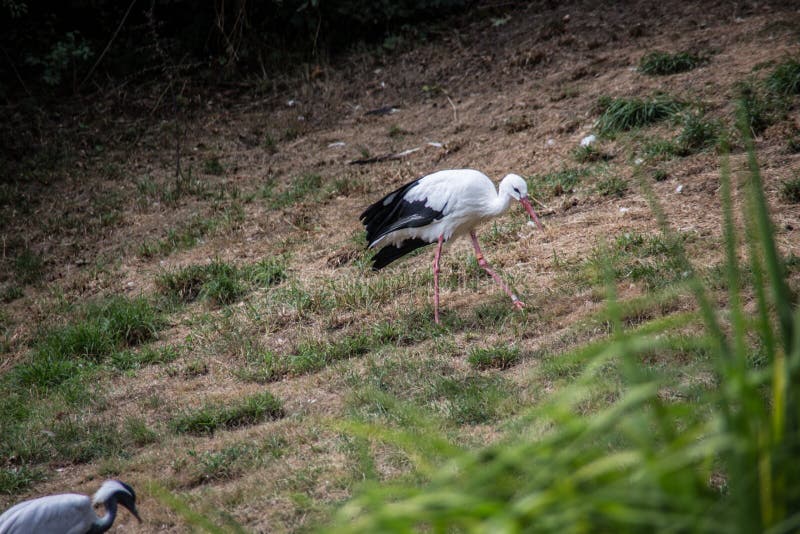 Rattle Stork with Long Legs Stock Photo - Image of greenery, weia ...