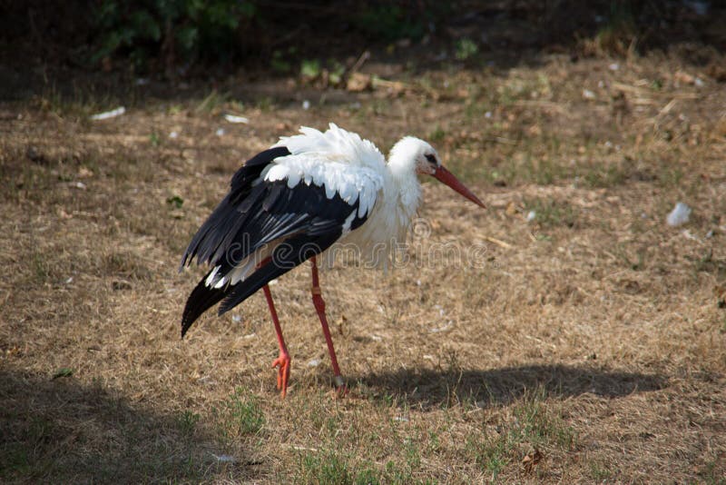 Rattle Stork with Long Legs Stock Image - Image of white, wading: 192984641