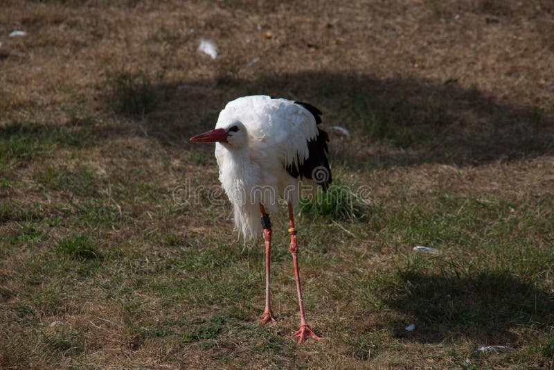 Rattle Stork with Long Legs Stock Photo - Image of twigs, stork: 192984674