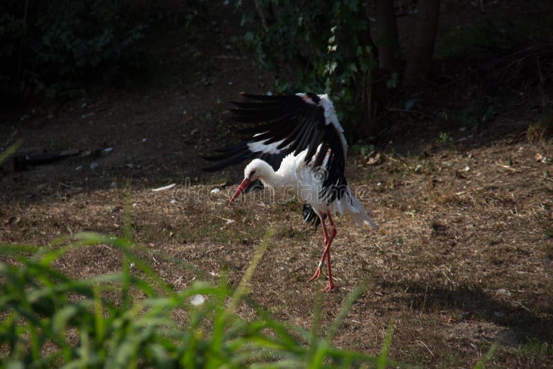 Rattle Stork with Long Legs Stock Image - Image of ciconiidae, meadow ...