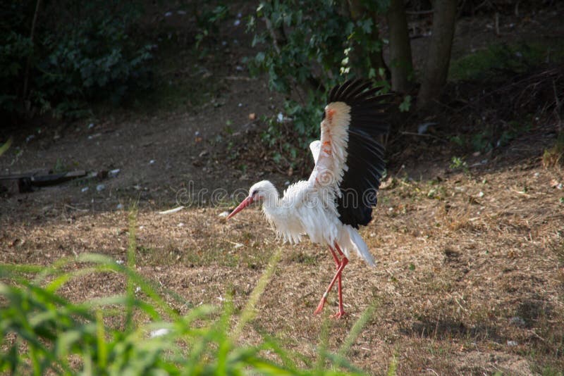 Rattle Stork with Long, Stacking Legs Stock Photo - Image of stacking ...