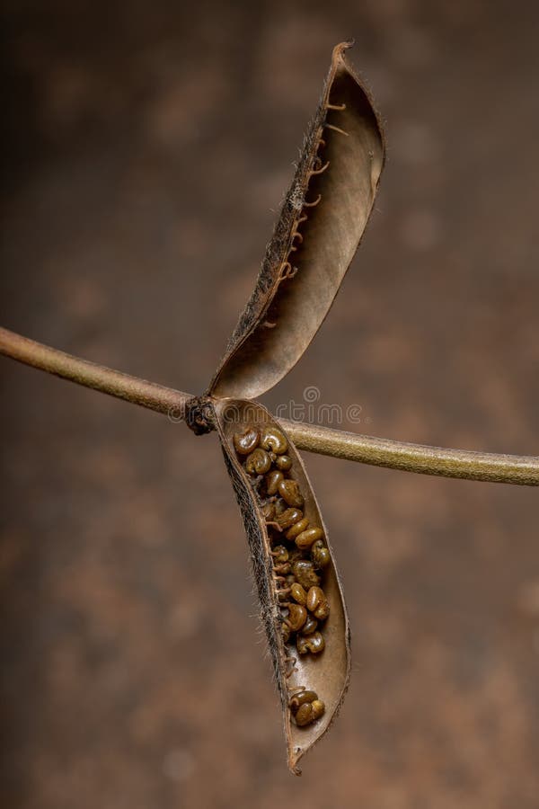 Rattlepods Seeds in Macro View Stock Image - Image of legume, blossom ...