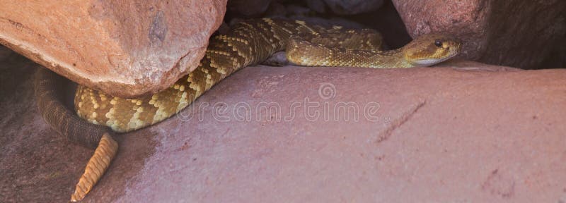Rattler Picture. Image: 4834055