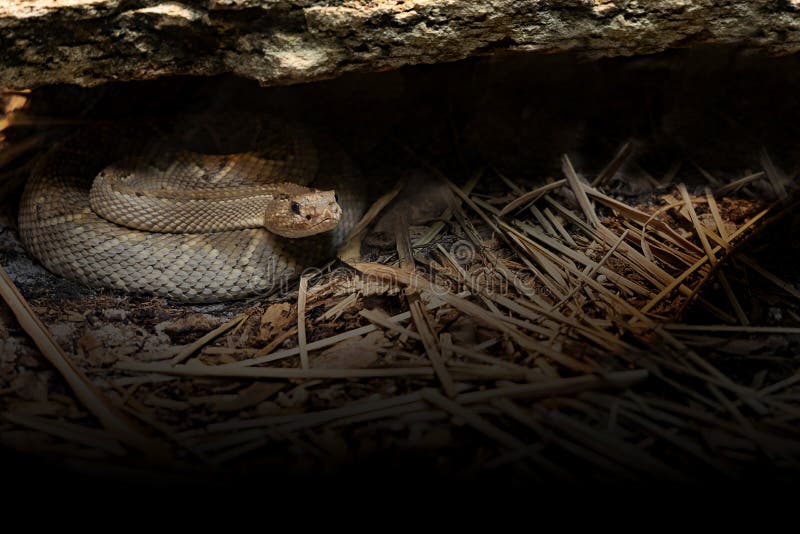 Rattler Den stock image. Image of reptile, ledge, rattler - 187690935