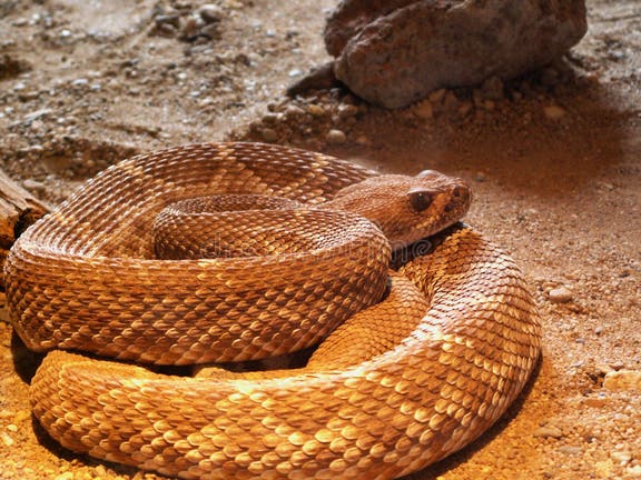 Rattlesnake stock image. Image of ambush, sand, sahara - 11024103