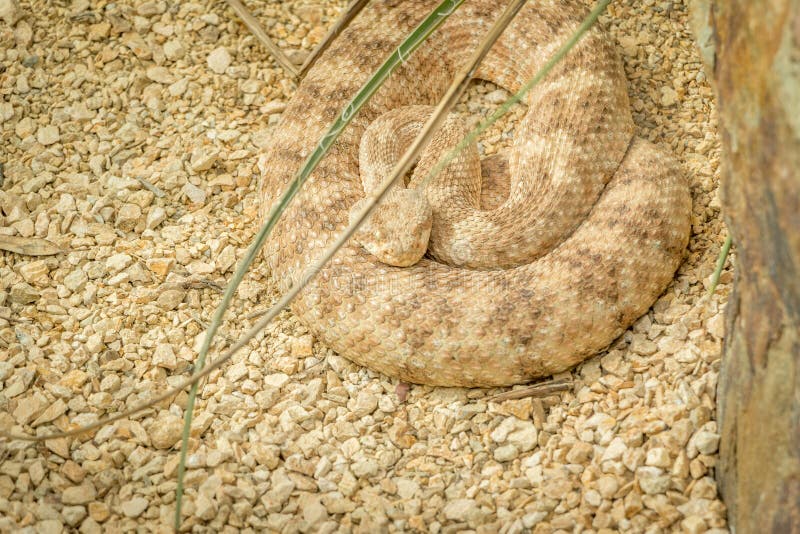 Rattlesnake Blending in with Sand Stock Photo - Image of sand, viper ...