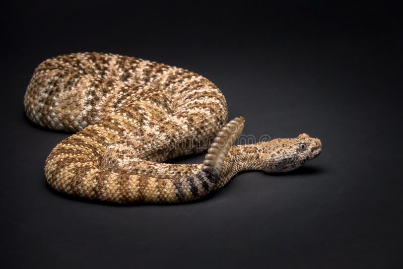 Rattlesnake on Black Background Stock Image - Image of venomous, poison ...