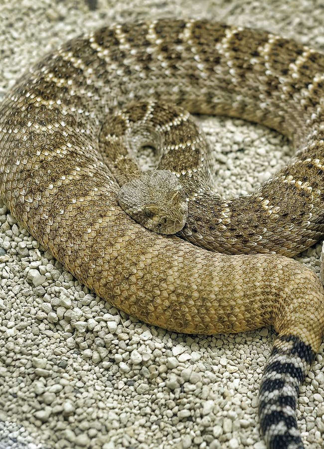 Rattlesnake stock photo. Image of viper, wildlife, reptile - 52224414