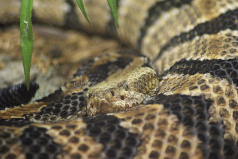 Rattlesnake stock image. Image of elongated, black, carnivorous - 210168329