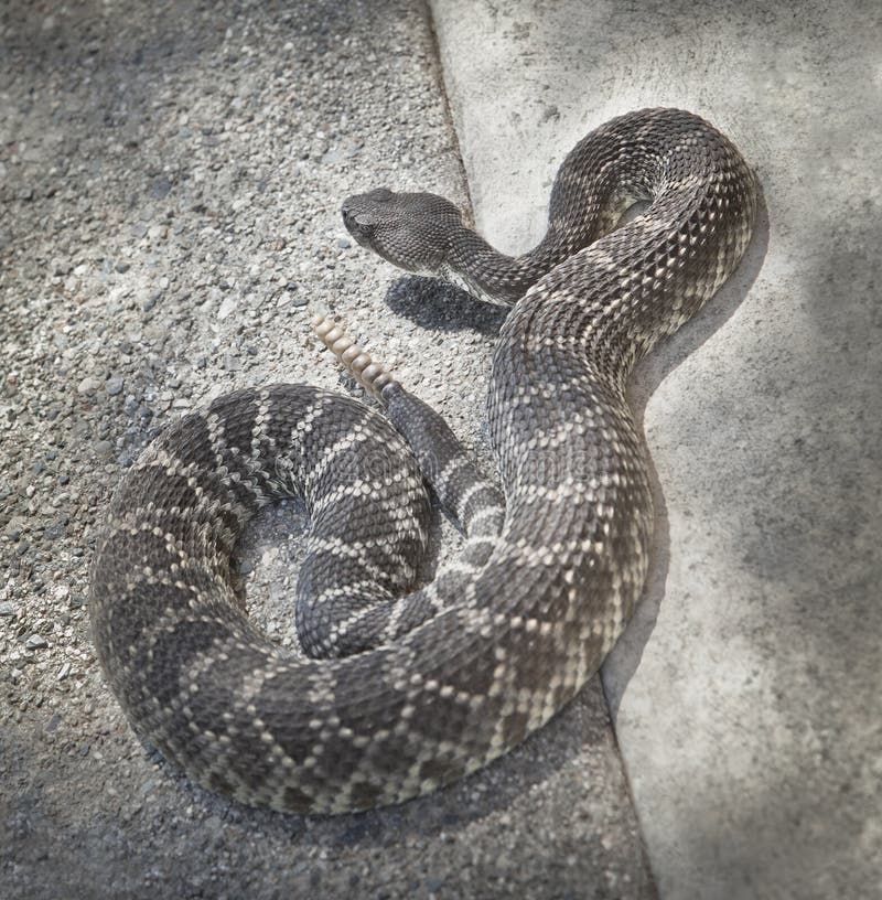 Rattlesnake Coiled To Strike Stock Image - Image of black, deadly: 47453445