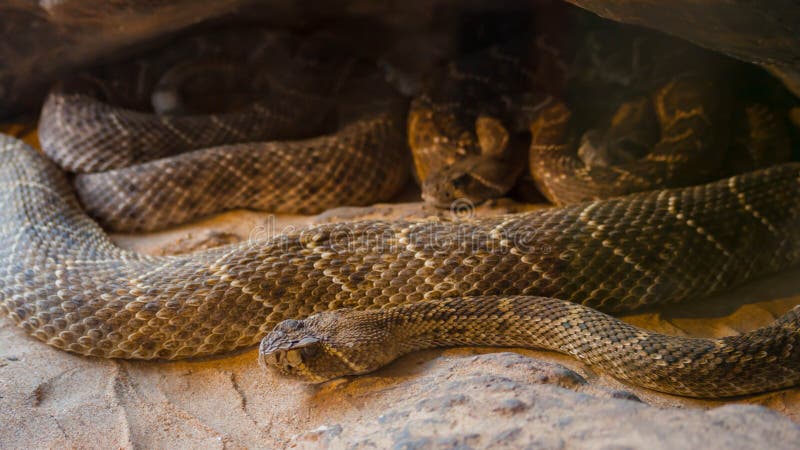 Rattlesnake, Crotalus Atrox Stock Image - Image of natural, sand: 63920263