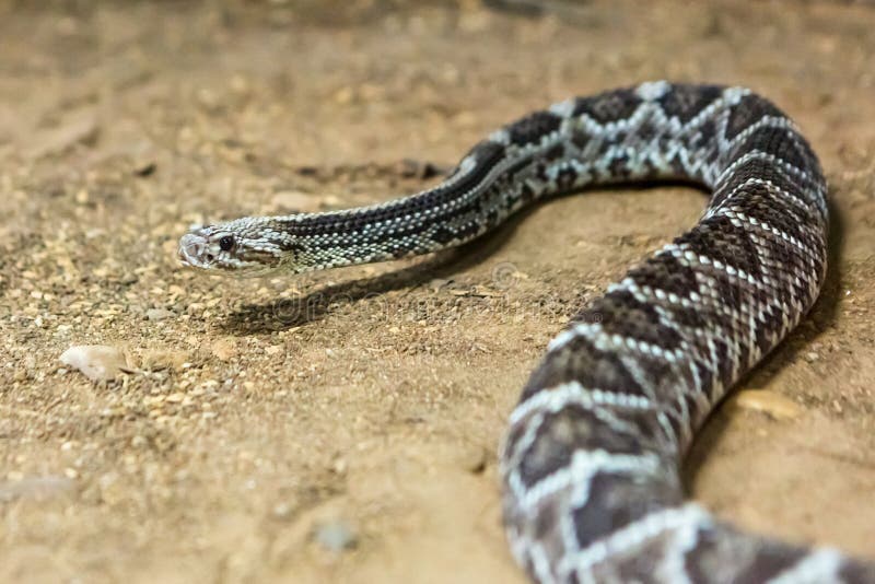 Rattlesnake, Crotalus Atrox. Western Diamondback Stock Photo - Image of ...